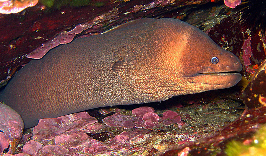 Murina crnka (Gymnothorax unicolor) - adriaticnature