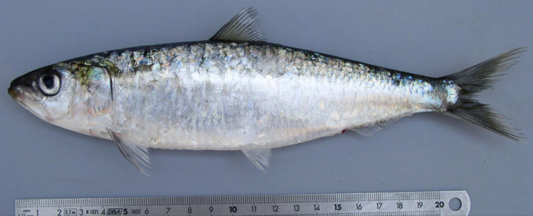 Srdela / Sardela / Sardina (Sardina pilchardus) - adriaticnature