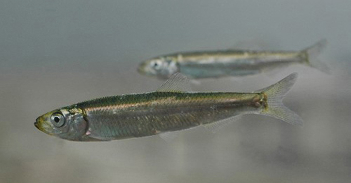Papalina (Sprattus sprattus) | adriaticnature