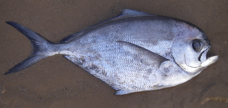 Lampuga (Coryphaena hippurus) | adriaticnature