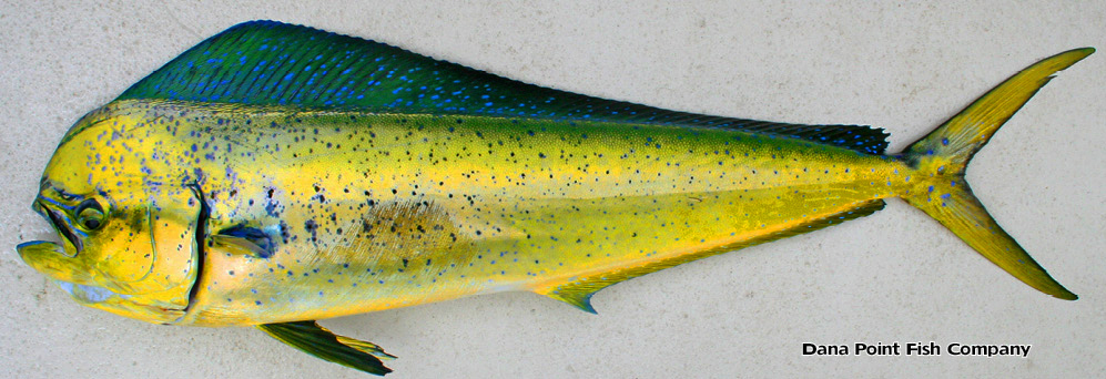 Lampuga (Coryphaena hippurus) | adriaticnature