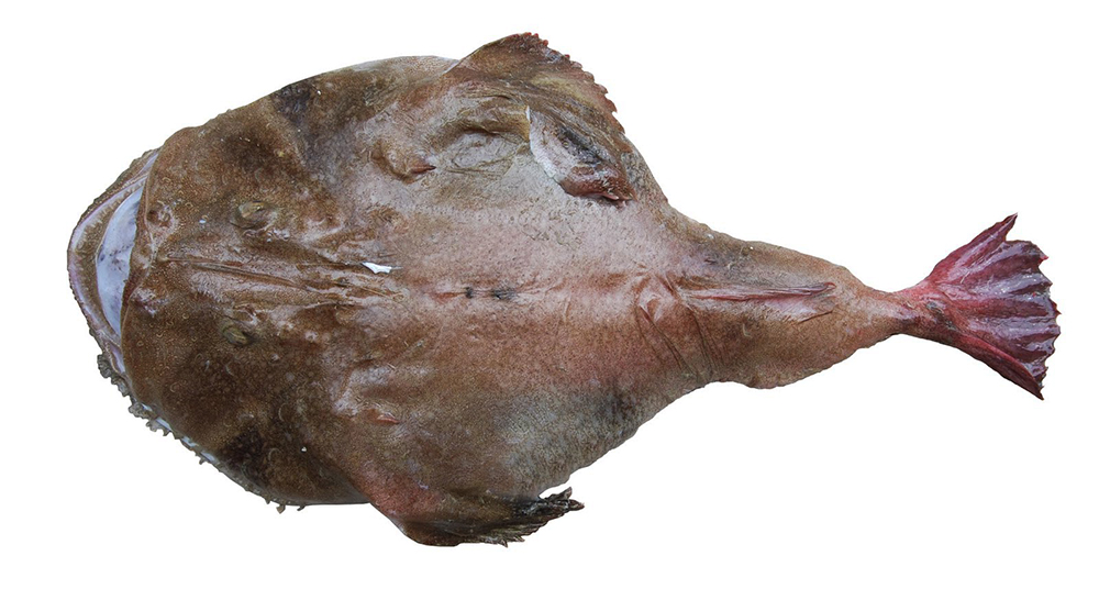 Grdoba žuta / grdobina žutka (Lophius budegassa) - adriaticnature