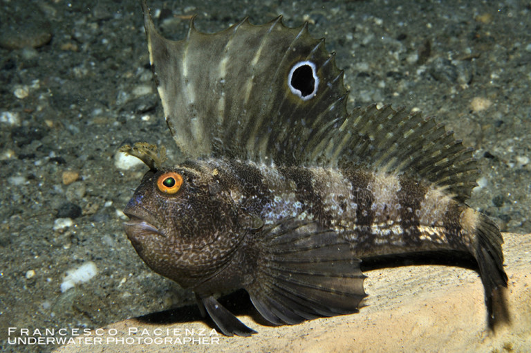 Pauk bijeli / pauk bijelac (Trachinus draco) | adriaticnature