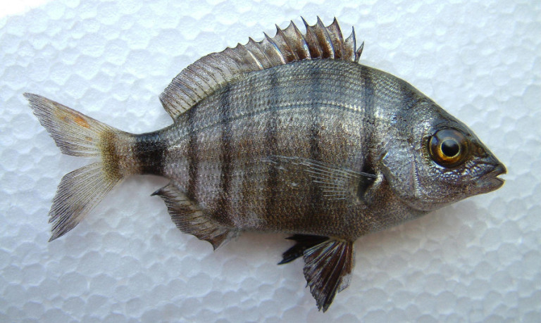 Salpa / Saopa (Sarpa salpa) | adriaticnature