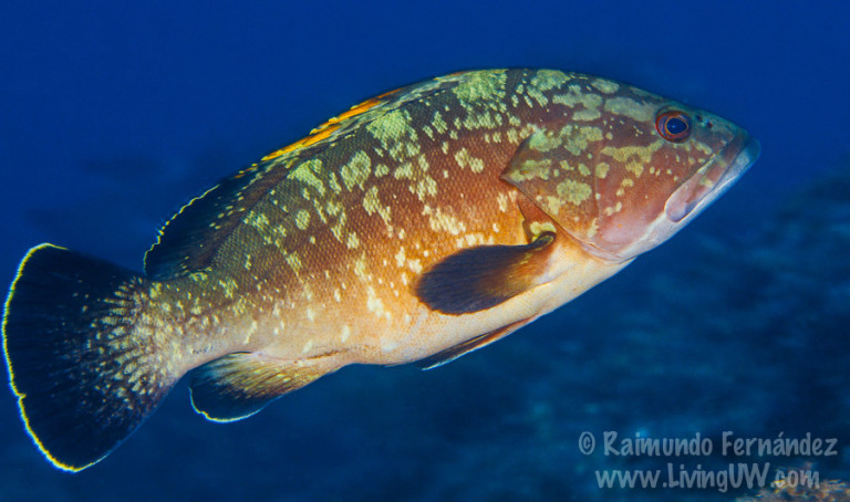 Kernja / Kirnja / Kernja golema / Kirnja golema (Epinephelus marginatus ...
