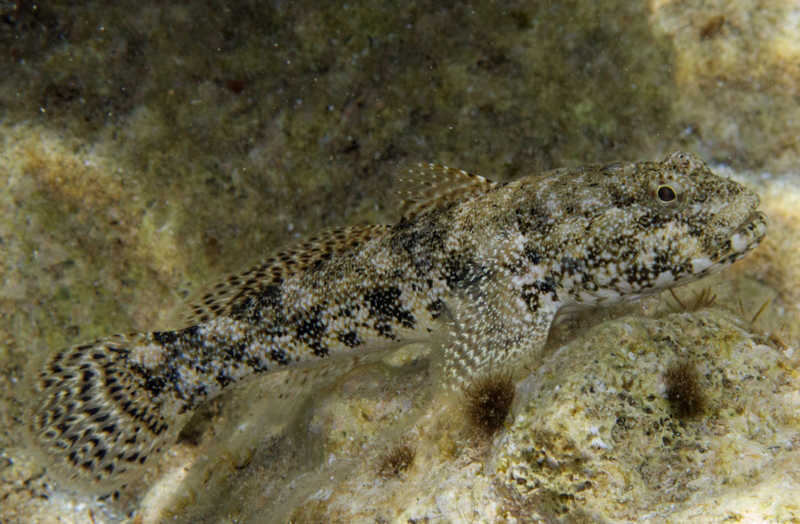 Glavoč pločar / gujoč pločar (Gobius cobitis) | adriaticnature
