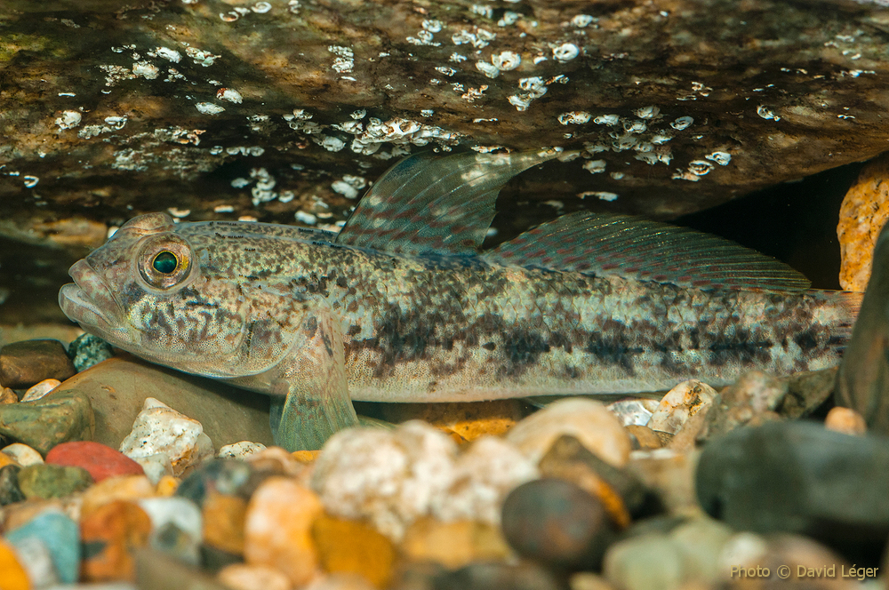 Glavoč blatar / gujoč blatar (Gobius niger) - adriaticnature