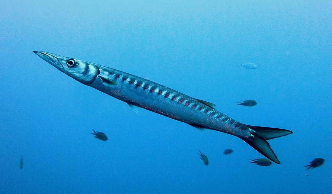 Žutousna barakuda (Sphyraena viridensis) - adriaticnature