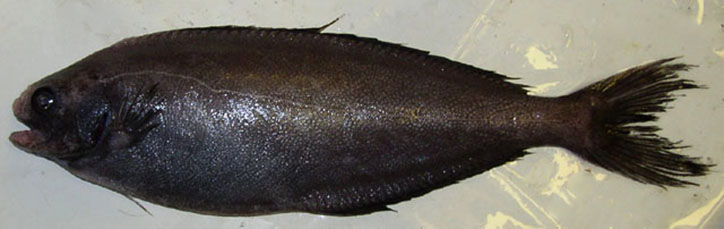 Trnobraz (Schedophilus medusophagus) - adriaticnature