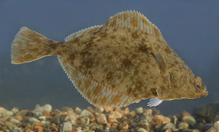 Iverak (Platichthys flesus) - adriaticnature