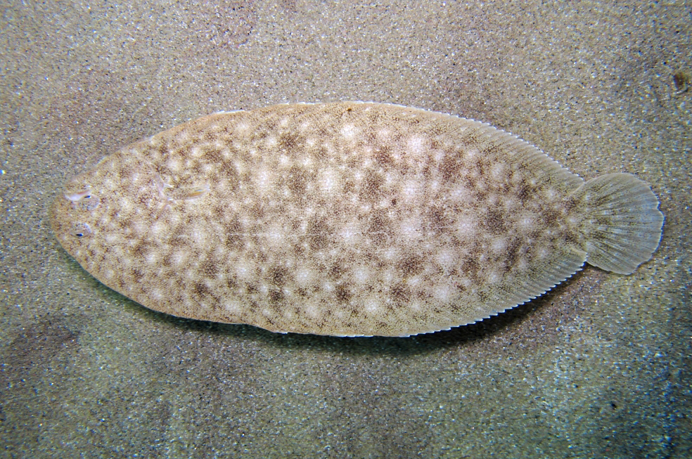 List nosan / list nosati (Pegusa nasuta) | adriaticnature