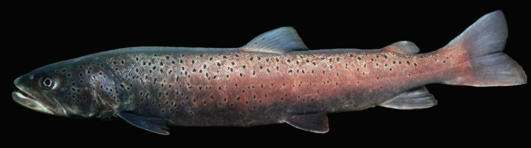 Potočna ili jezerska pastrmka/pastrva (Salmo trutta) - adriaticnature