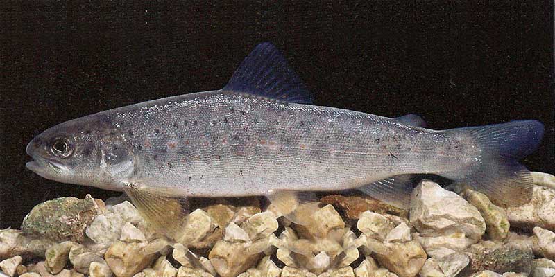 Porodica pastrmki. - adriaticnature